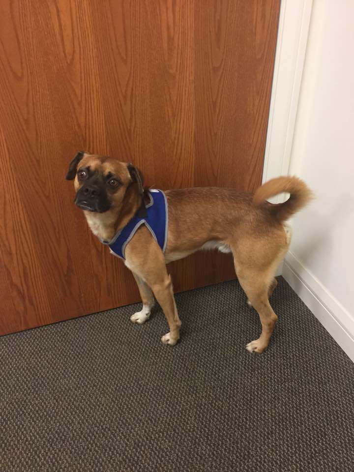 Tug - Colorado Pug Rescue